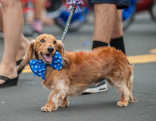 Festival Events – The Nashville Oktoberfest